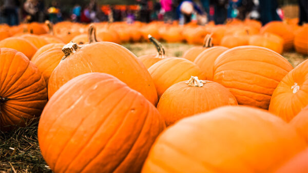 Sundrop Springs | Fall Time Events For The Family